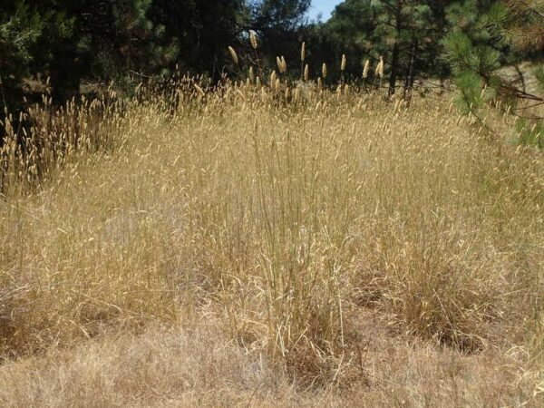 Phalaris aquatica Profile – California Invasive Plant Council