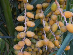 Phoenix canariensis Profile – California Invasive Plant Council