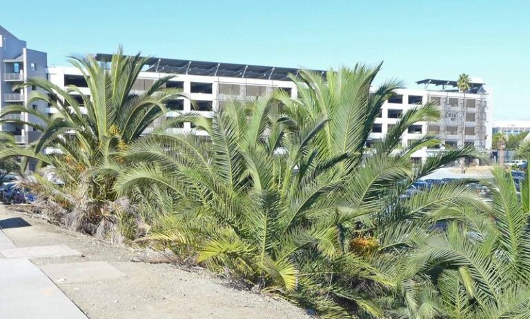 Phoenix canariensis Profile – California Invasive Plant Council
