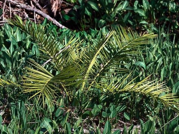 Phoenix canariensis Profile – California Invasive Plant Council
