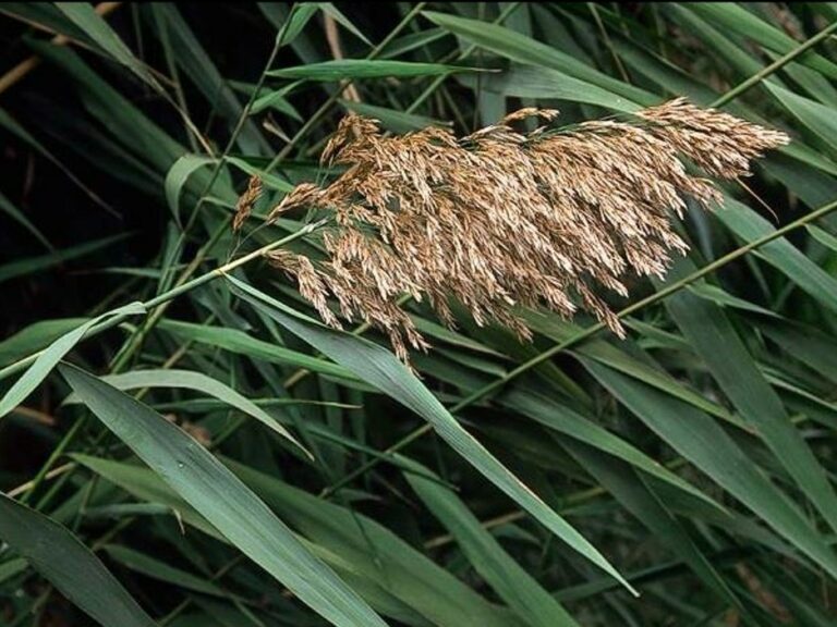 Phragmites australis Profile – California Invasive Plant Council