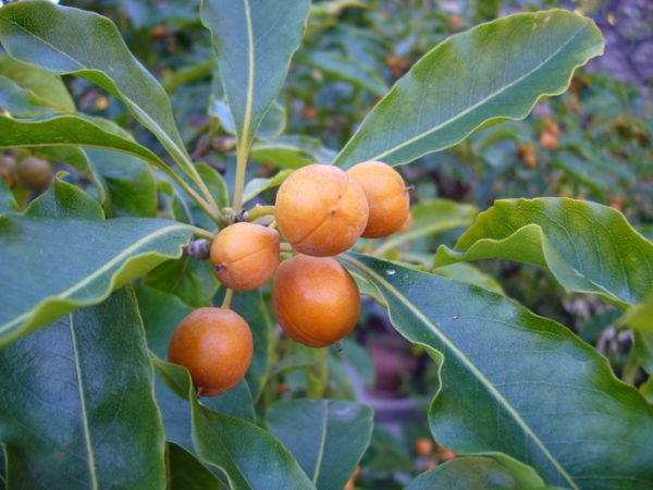 Pittosporum undulatum Risk – California Invasive Plant Council