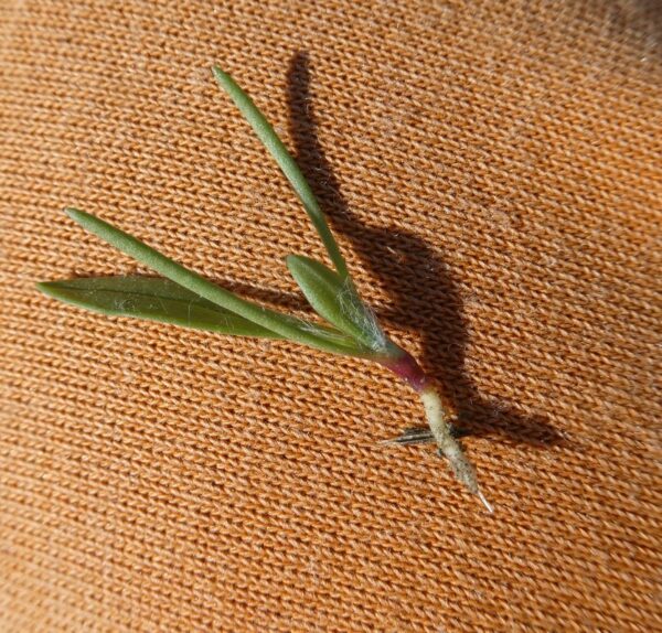 Plantago lanceolata Profile – California Invasive Plant Council