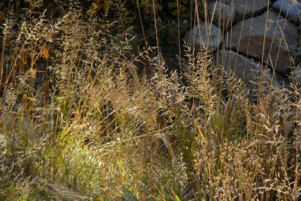 Poa pratensis Profile – California Invasive Plant Council