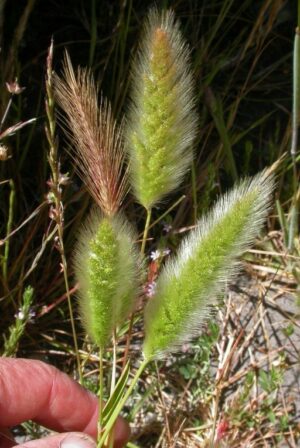 Polypogon monspeliensis Profile – California Invasive Plant Council
