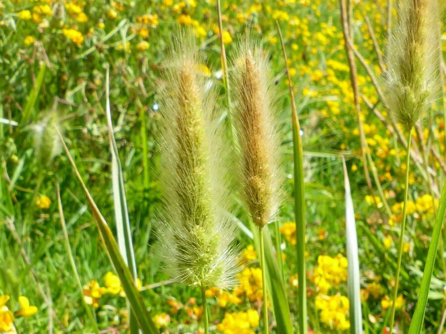 Polypogon monspeliensis Profile – California Invasive Plant Council