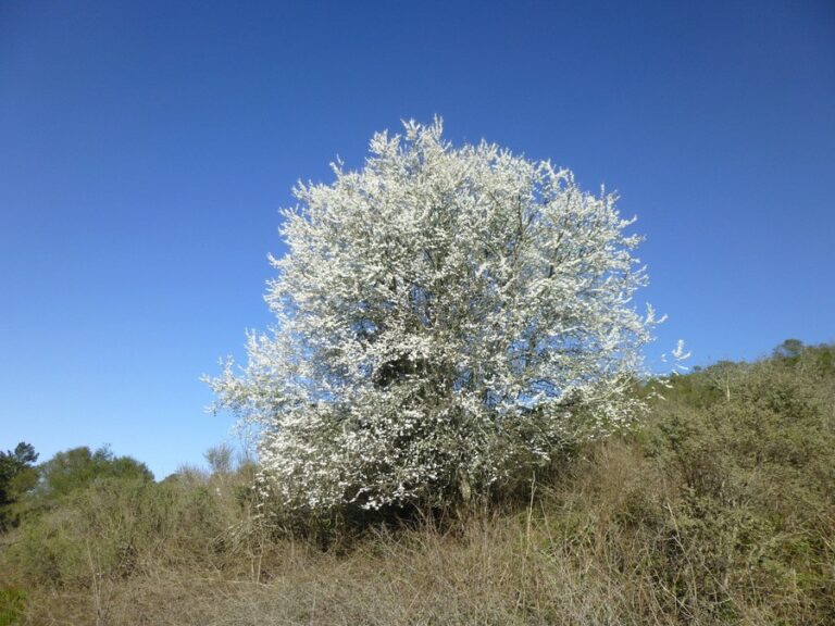 Prunus cerasifera Profile – California Invasive Plant Council