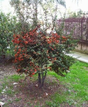 Pyracantha coccinea Profile – California Invasive Plant Council