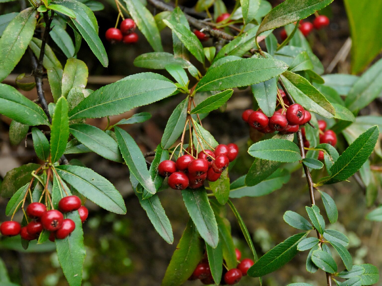 Pyracantha crenulata Profile – California Invasive Plant Council