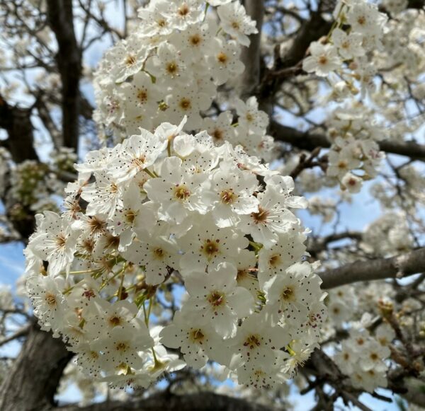 Pyrus calleryana Profile – California Invasive Plant Council