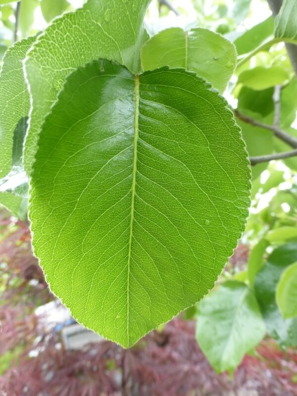 Pyrus calleryana Profile – California Invasive Plant Council