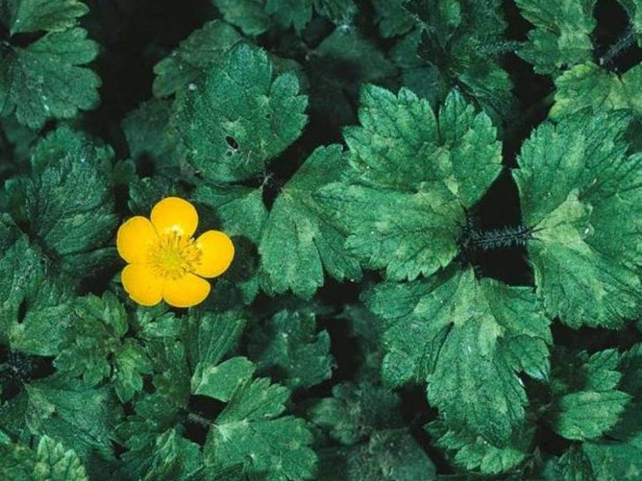 Ranunculus repens Profile – California Invasive Plant Council