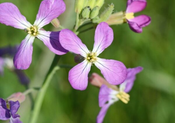 Raphanus sativus Profile – California Invasive Plant Council