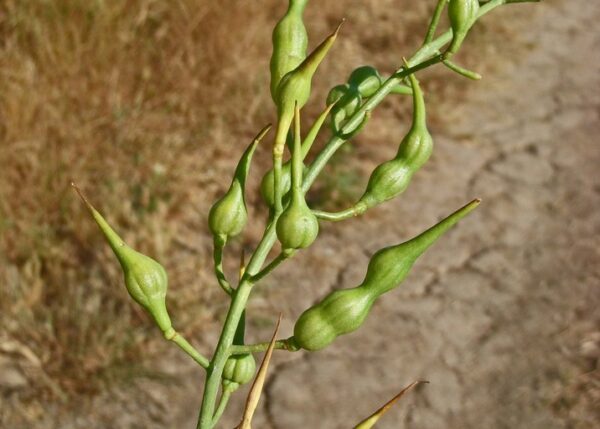 Raphanus sativus Profile – California Invasive Plant Council