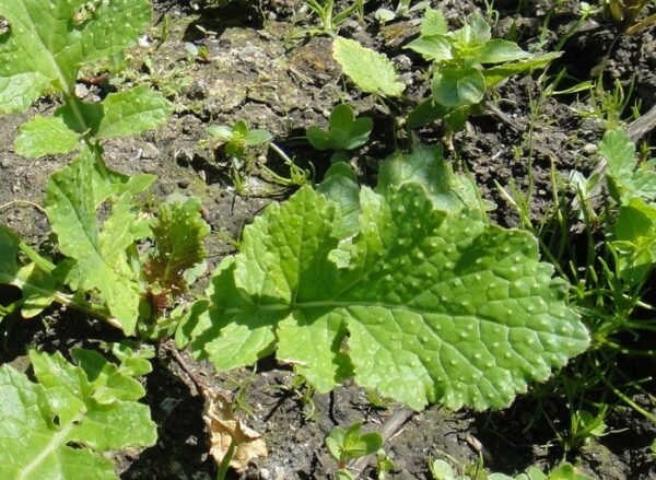 Raphanus sativus Profile – California Invasive Plant Council