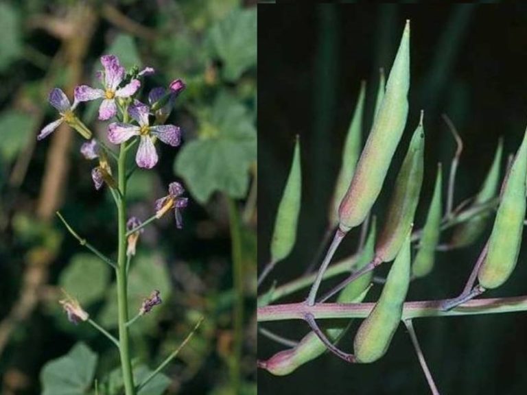 Raphanus sativus Profile – California Invasive Plant Council