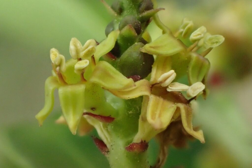 Rhamnus alaternus Profile – California Invasive Plant Council