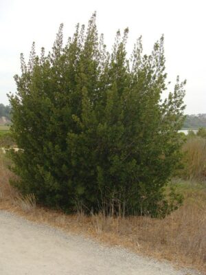 Rhamnus alaternus Profile – California Invasive Plant Council