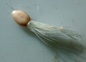 Rhaponticum repens Profile – California Invasive Plant Council