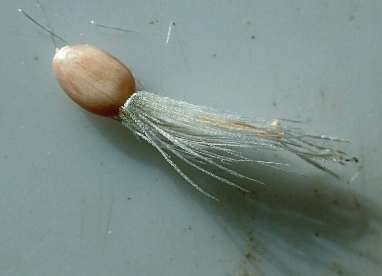 Rhaponticum repens Profile – California Invasive Plant Council