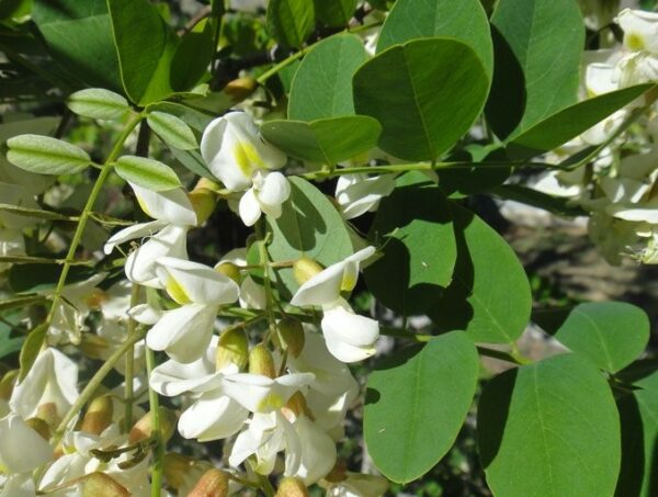 Robinia pseudoacacia Profile – California Invasive Plant Council