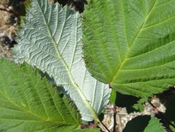 Rubus armeniacus Profile – California Invasive Plant Council