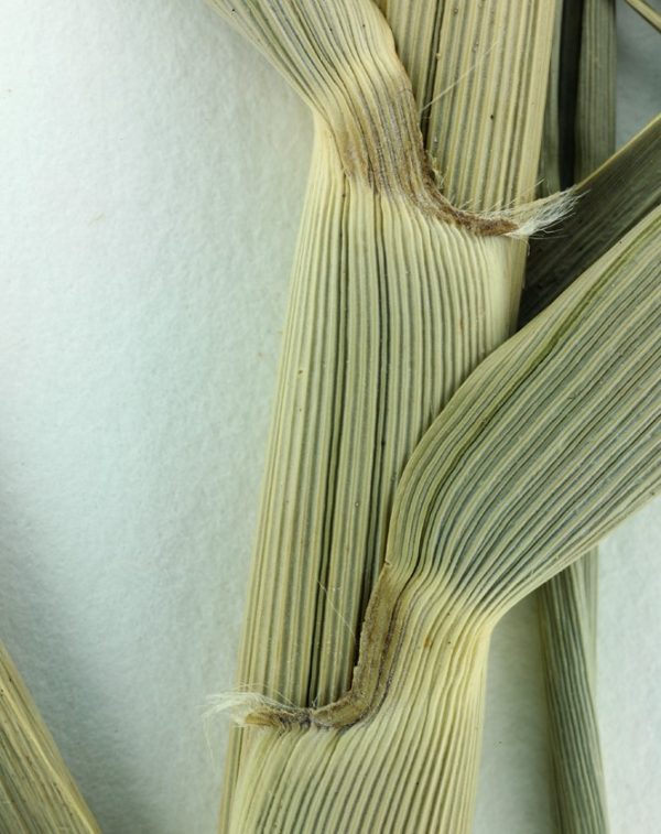 Saccharum ravennae Profile – California Invasive Plant Council