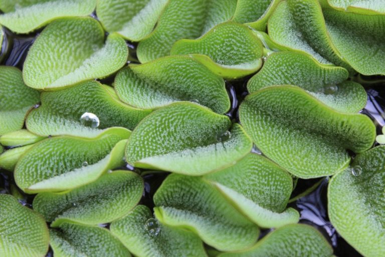 Salvinia molesta Profile – California Invasive Plant Council