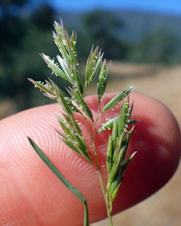 Schismus arabicus Profile – California Invasive Plant Council