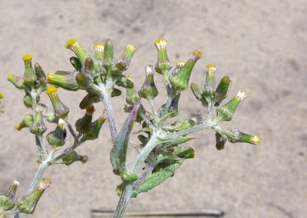 Senecio glomeratus Profile – California Invasive Plant Council