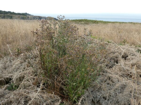 Senecio glomeratus Profile – California Invasive Plant Council