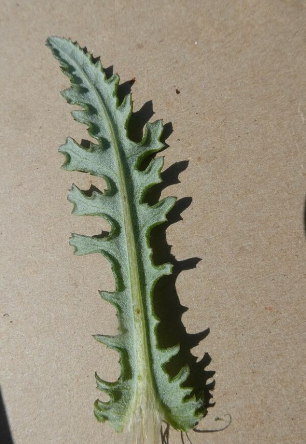 Senecio glomeratus Profile – California Invasive Plant Council