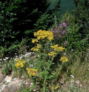 Senecio jacobaea Profile – California Invasive Plant Council