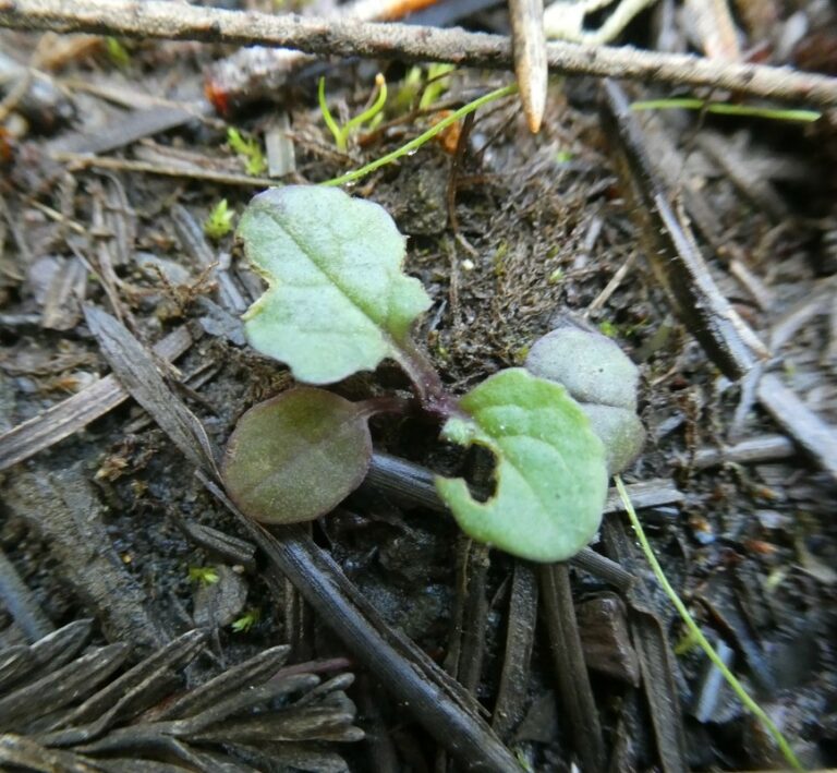 Senecio jacobaea Profile – California Invasive Plant Council