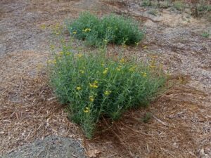 Senecio linearifolius Profile – California Invasive Plant Council
