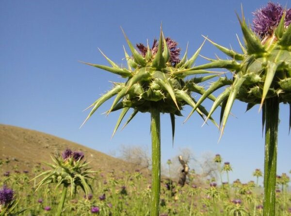 Silybum marianum Profile – California Invasive Plant Council