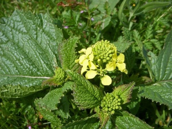 Sinapis arvensis Profile – California Invasive Plant Council