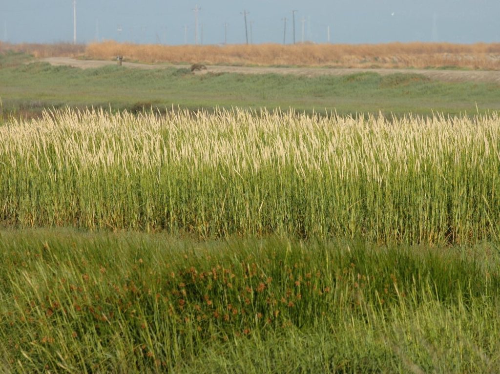 Spartina alterniflora x S. foliosa Profile – California Invasive Plant ...