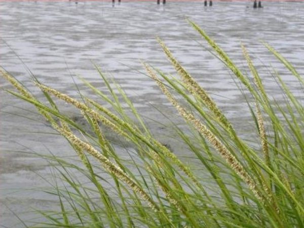 Spartina alterniflora x S. foliosa Profile – California Invasive Plant ...