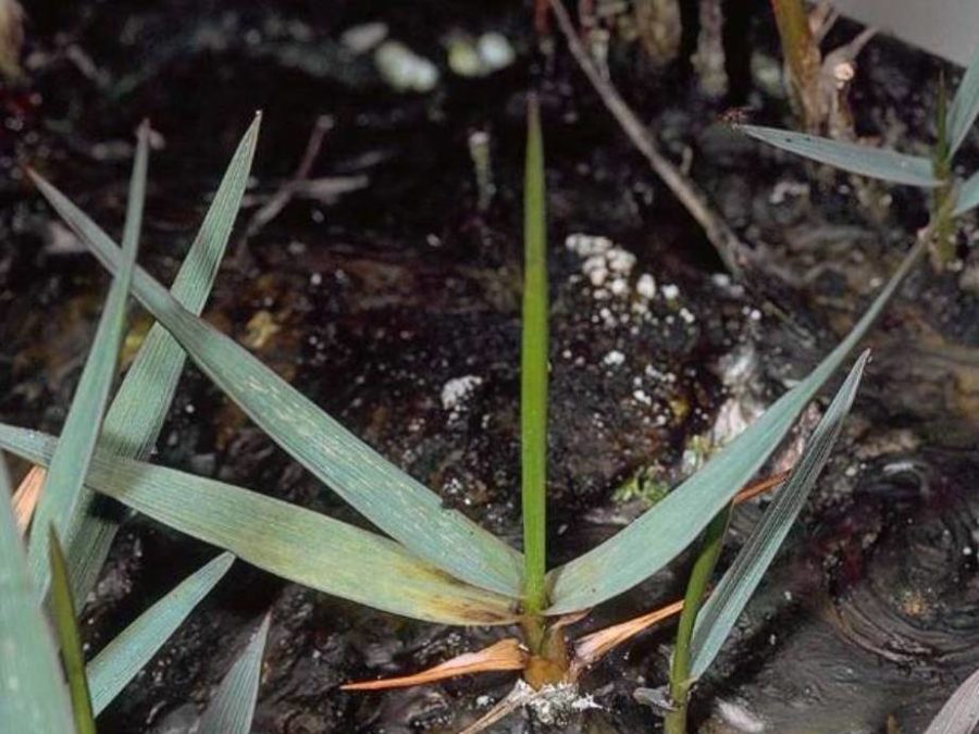 Spartina anglica Profile – California Invasive Plant Council