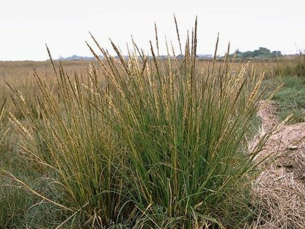 Spartina densiflora Profile – California Invasive Plant Council