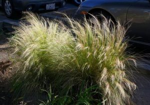 Nassella tenuissima Profile – California Invasive Plant Council
