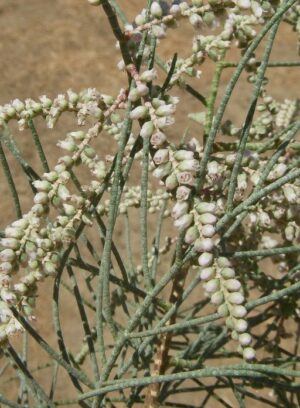 Tamarix aphylla Profile – California Invasive Plant Council