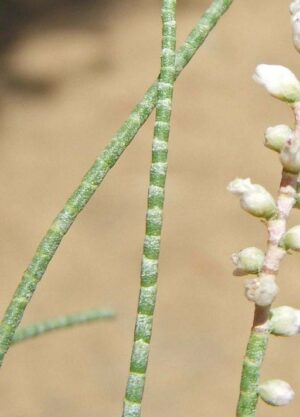 Tamarix aphylla Profile – California Invasive Plant Council