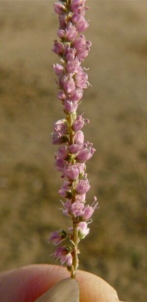 Tamarix chinensis Profile – California Invasive Plant Council