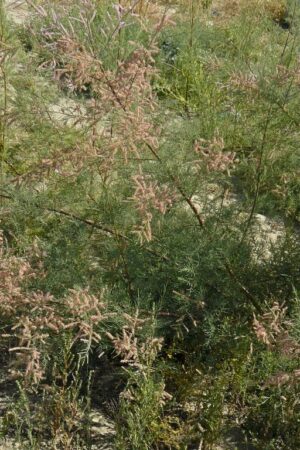 Tamarix chinensis Profile – California Invasive Plant Council