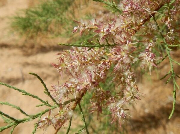 Tamarix parviflora Profile – California Invasive Plant Council