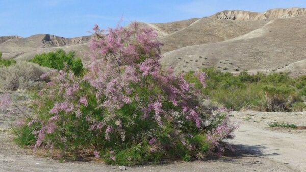Tamarix ramosissima Profile – California Invasive Plant Council