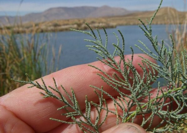 Tamarix ramosissima Profile – California Invasive Plant Council