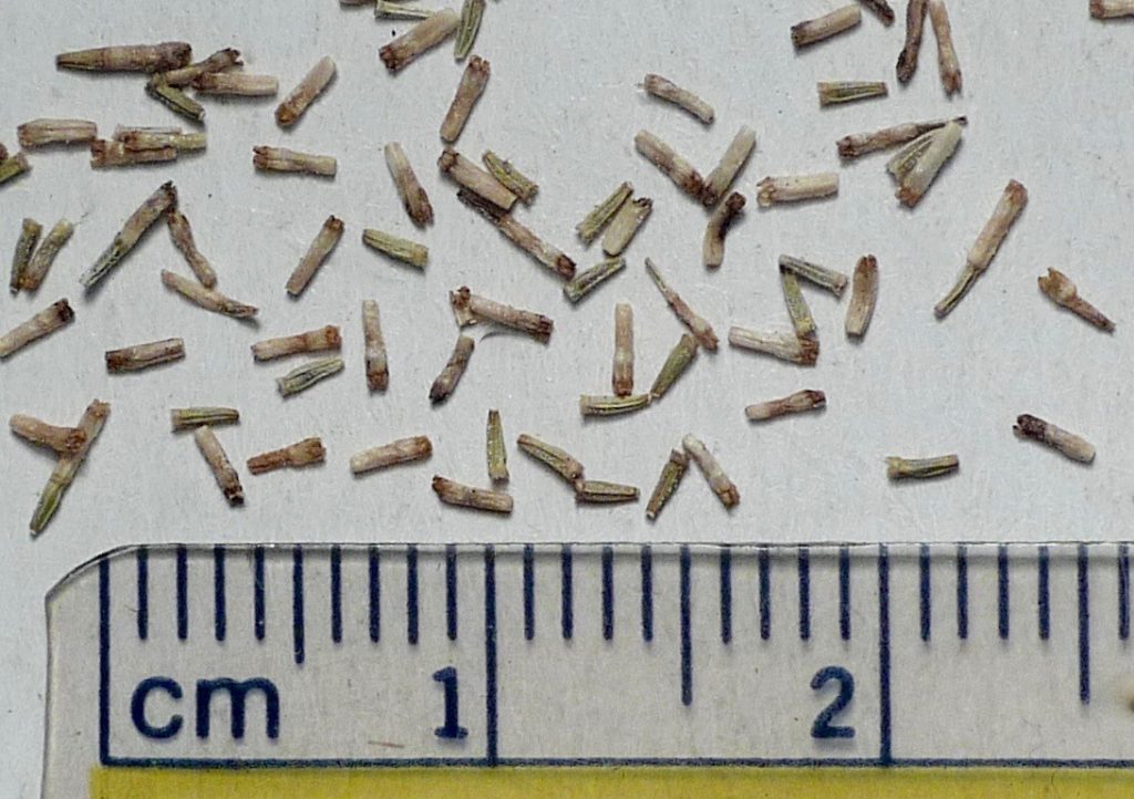 Tanacetum vulgare Profile – California Invasive Plant Council